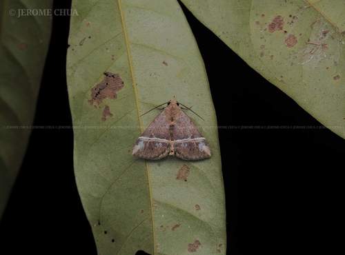 Acidon rectivia · iNaturalist