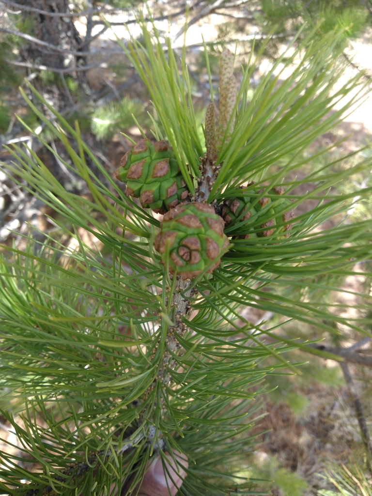 Mexican pinyon from Arteaga, MX-CA, MX on April 21, 2021 at 12:34 PM by ...