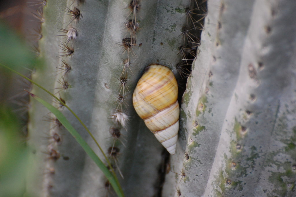 Florida Tree Snail from Sancti Spiritus, Cuba on December 19, 2015 at ...