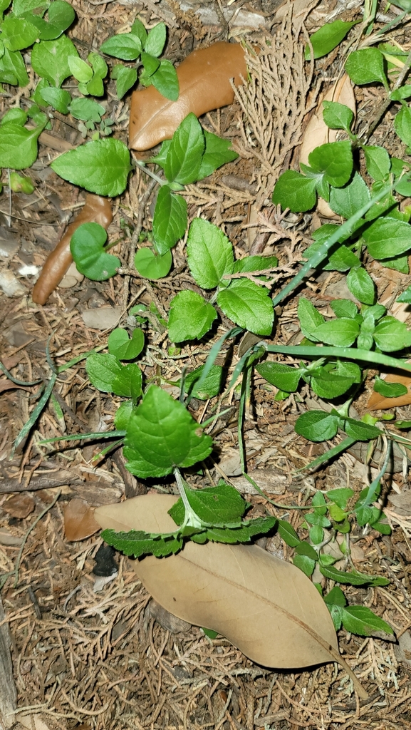 straggler daisy from Woodlawn Heights, San Antonio, TX 78228, USA on ...