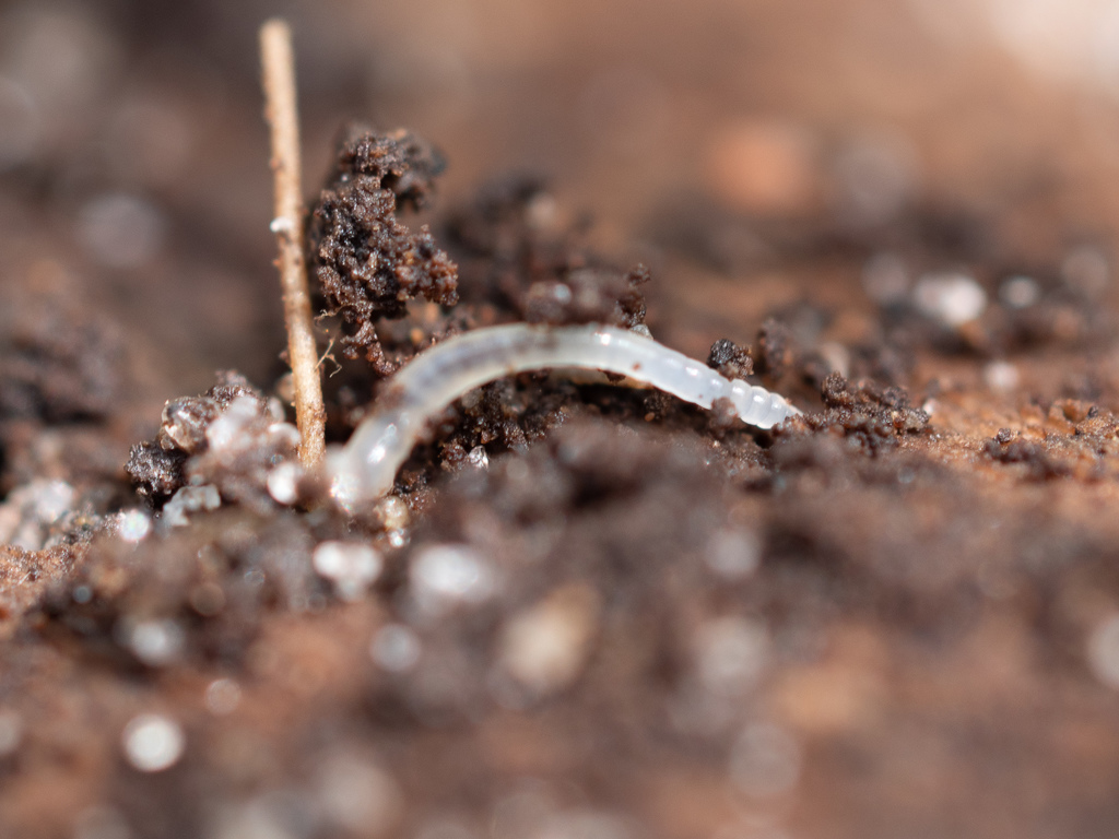 Potworms from South Loop District, Bloomington, MN, USA on April 18 ...