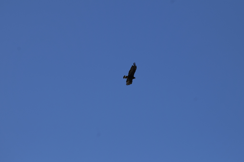 Zone-tailed Hawk from Santa María Huatulco, Oax., México on December 03 ...