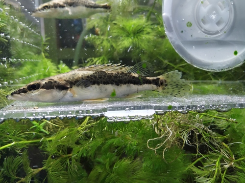 Siniperca roulei · iNaturalist