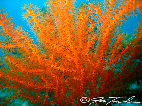Coral blando (Swiftia exserta)