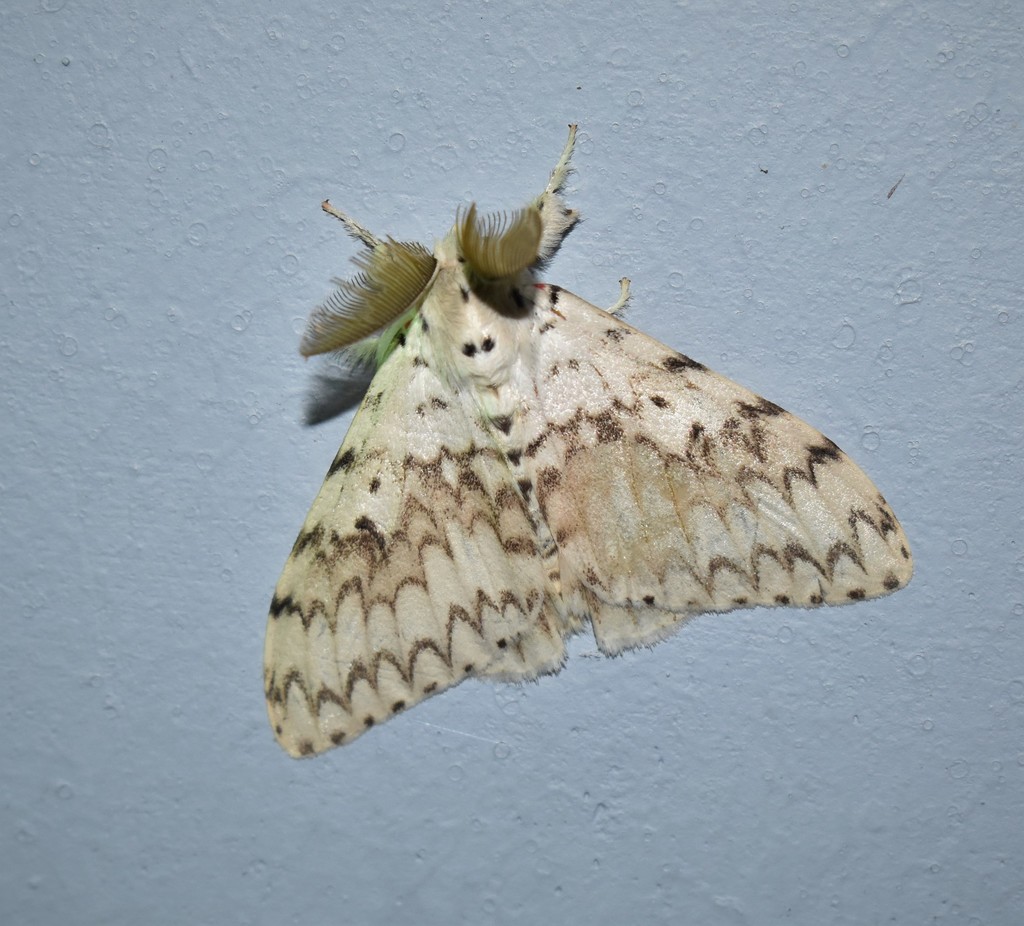 Lymantria brotea from Karimganj, Assam, India on March 19, 2021 at 08: ...