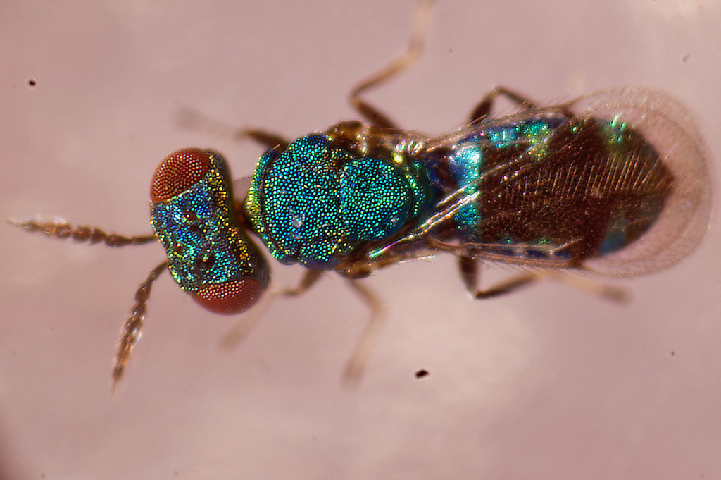 Neochrysocharis from 30200 Chusclan, France on April 22, 2021 by RUIZ ...