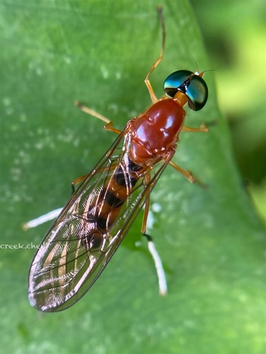 Ptecticus australis · iNaturalist Mexico