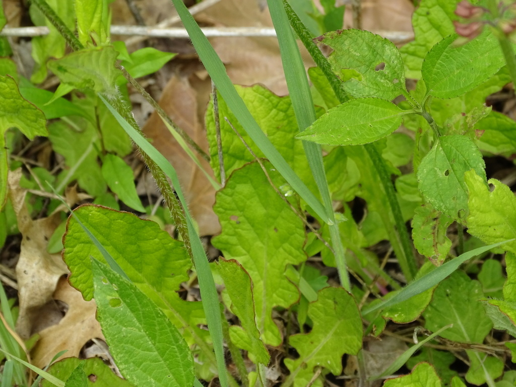 lyreleaf sage from Collin, Texas, United States on April 22, 2021 at 11 ...