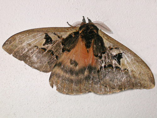 Molippa bertrandi · iNaturalist