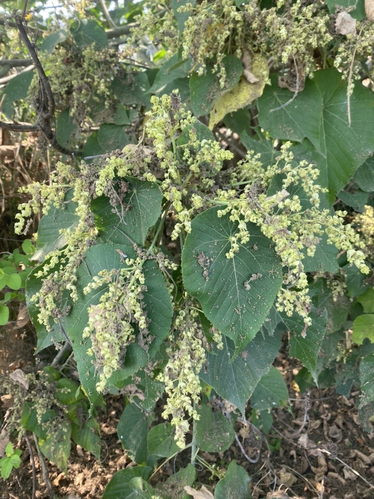 graybark grape from 嘉義縣大林鎮上林社區發展協會 by 曾柏諺 · iNaturalist