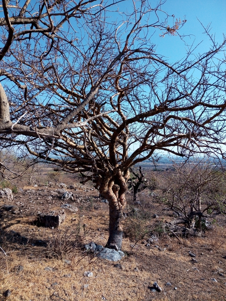 Mexican Frankincense from Santa Cruz de Juventino Rosas, Gto., México ...
