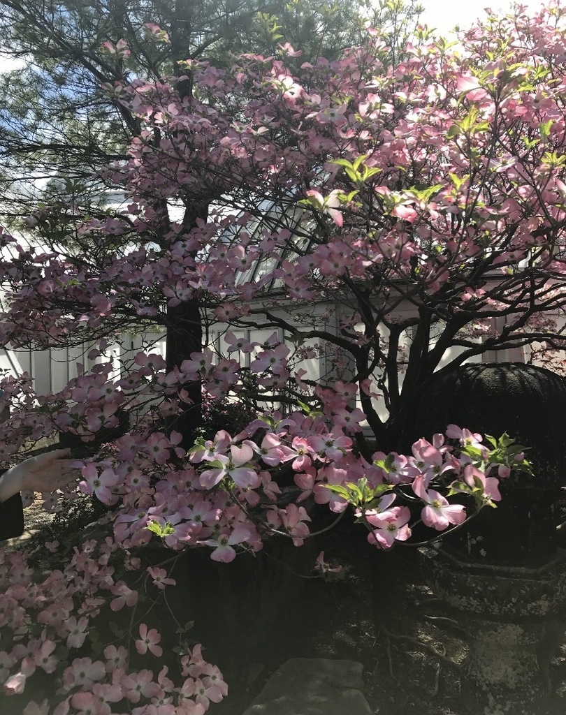 dogwoods, hydrangeas, and allies from Indiana University of ...