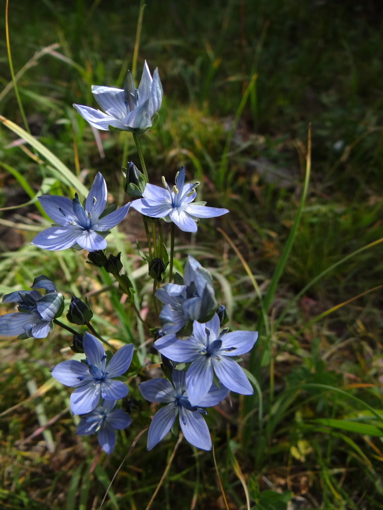 blue feltwort from Zavkhan, Mongolia on July 27, 2011 at 02:13 PM by ...