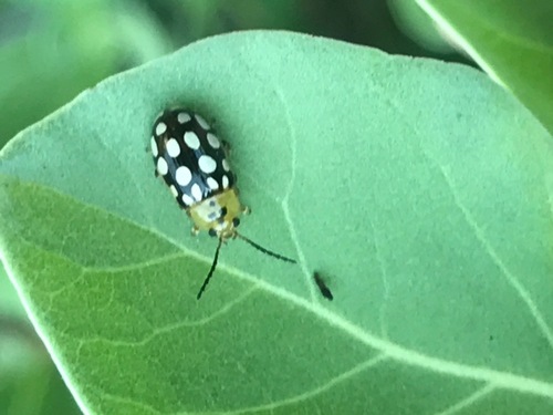 Genus Phola · iNaturalist