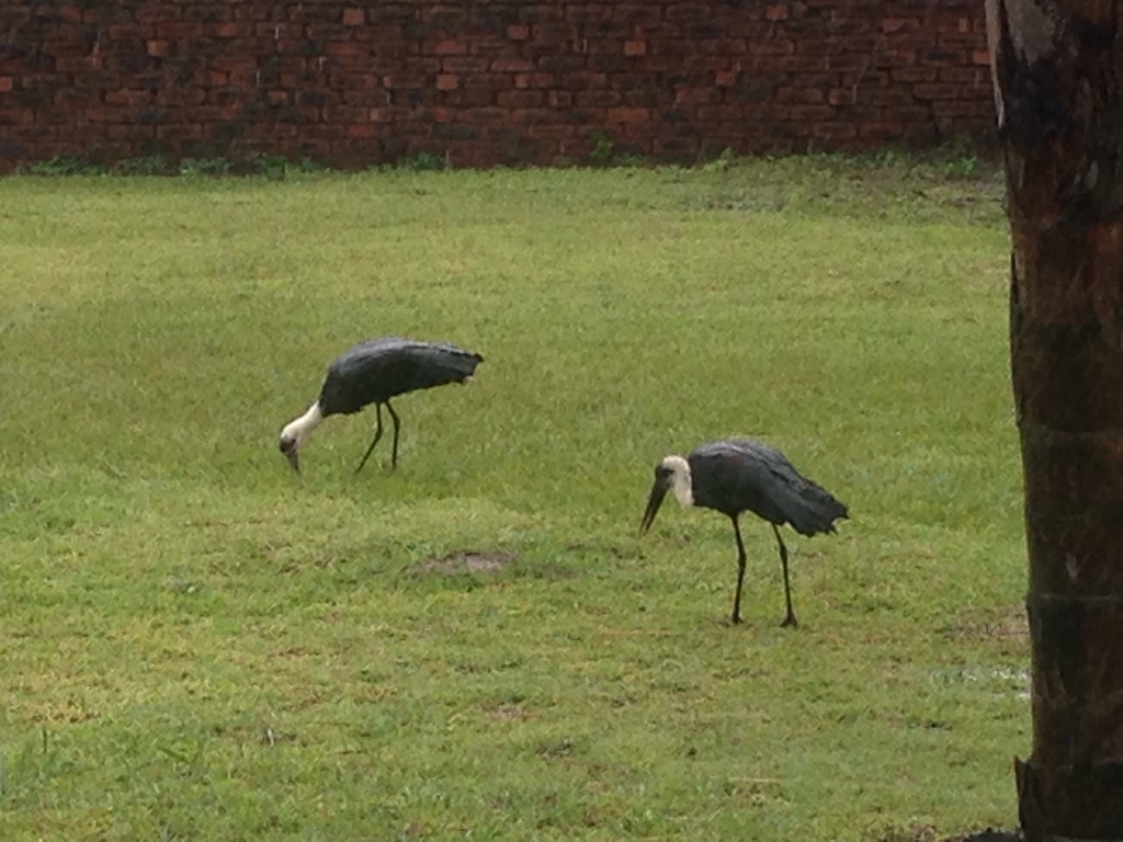 Birds from 1 Nelson Close, Illovo South, KZN, ZA on December 06, 2017 ...