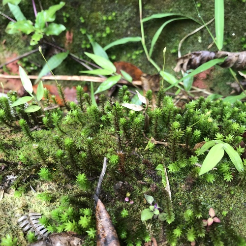 Pogonatum tortile · iNaturalist
