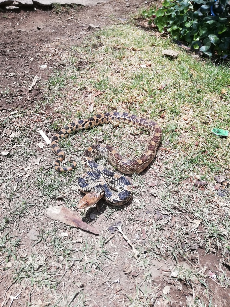 Mexican Bull Snake from La Magdalena Contreras, CDMX, México on April ...
