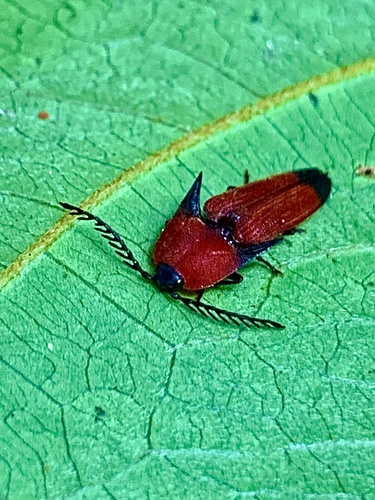 Pachyderes coccineus · iNaturalist