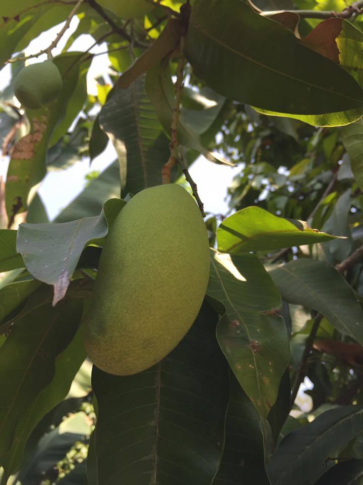 Indian mango from Bellflower, CA, USA on September 10, 2017 at 12:51 AM ...