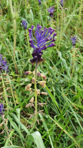 Observations by lord-of-roads · iNaturalist