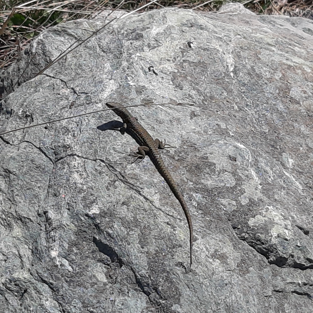 Common Wall Lizard in April 2021 by Karina. 2 · iNaturalist