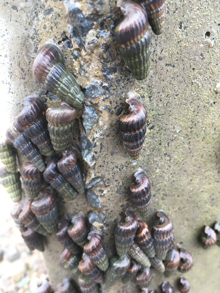 Truncated Mangrove Snail from Macaneta Road, , Maputo, MZ on December 7 ...