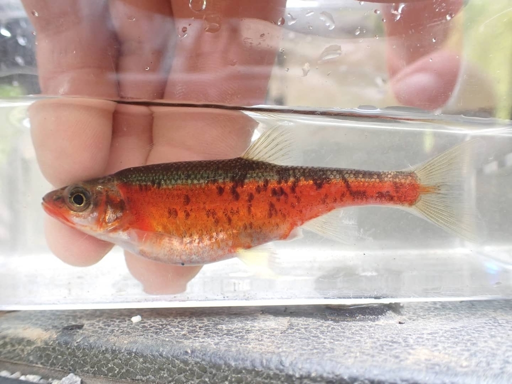 Rosyside Dace in April 2021 by LJ Etchison. Hiwassee Dace · iNaturalist