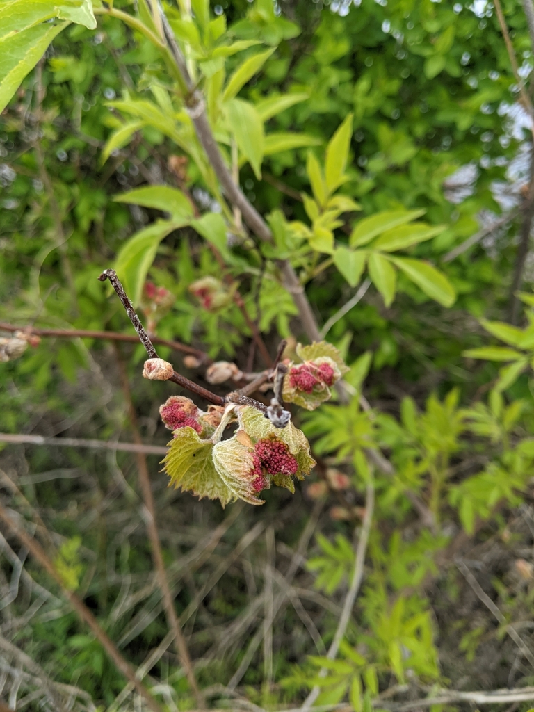 riverbank grape from Cedar Rapids, IA 52402, USA on April 24, 2021 at ...