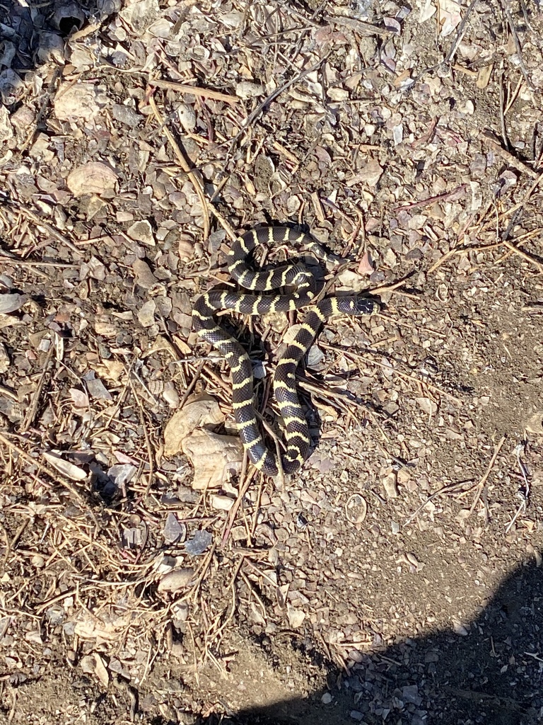 California King Snake from The Hill, Seal Beach, CA, US on April 19 ...