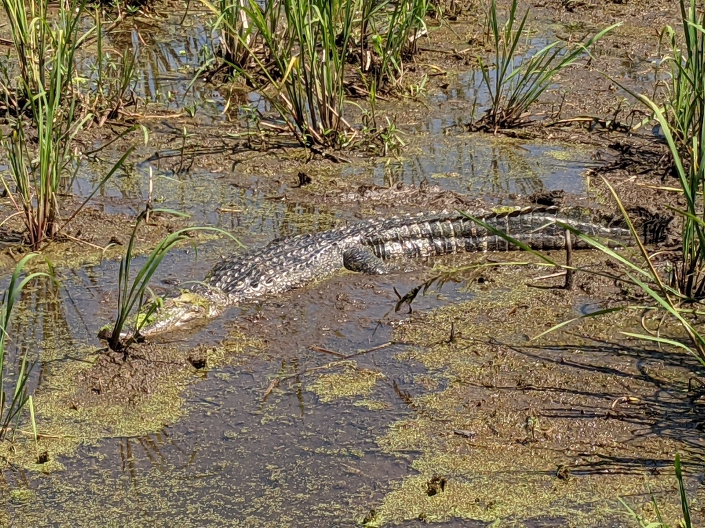 American Alligator from Damon, TX 77430, USA on April 24, 2021 at 11:38 ...