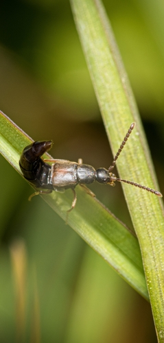 Callicerus rigidicornis · iNaturalist
