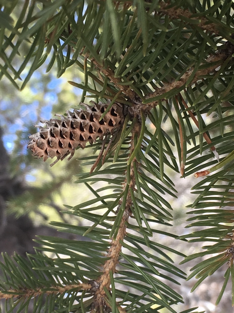 Engelmann spruce (Handbook for the Native Trees of Oregon) · iNaturalist