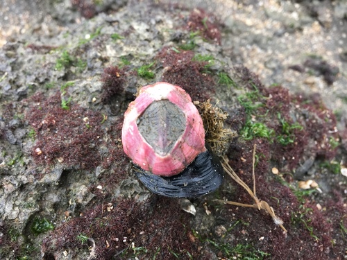 Megabalanus rosa · iNaturalist