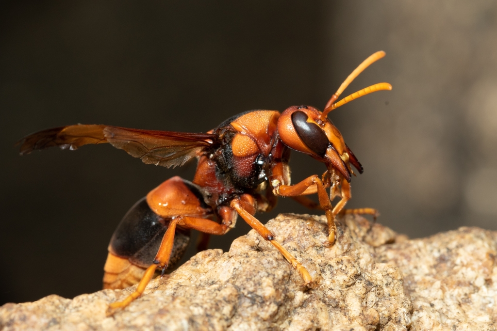 Potter and Mason Wasps from Perth on April 22, 2021 at 12:17 PM by ...