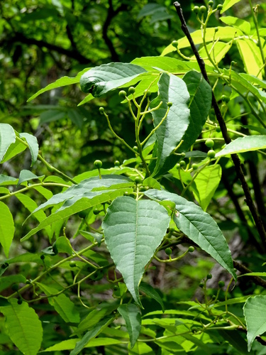 Cedrillo (Meliosma alba)