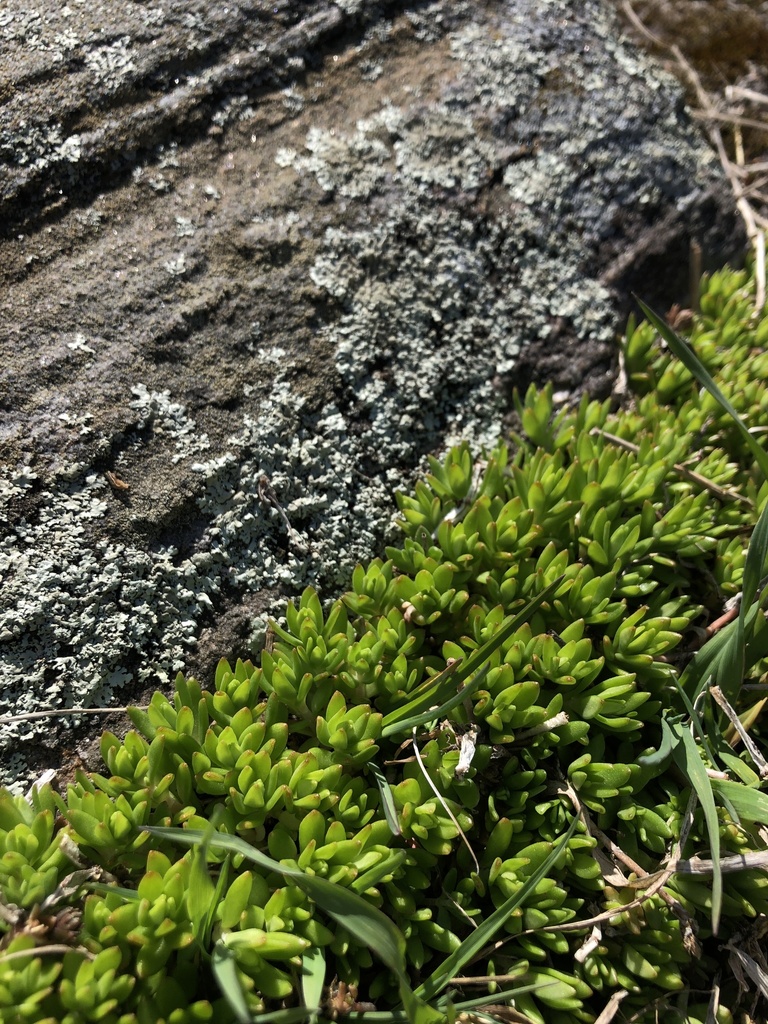 Stringy Stonecrop from Pettengil Rd, Freeport, ME, US on April 24, 2021 ...