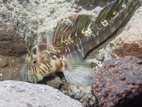 Praealticus tanegasimae · iNaturalist Mexico