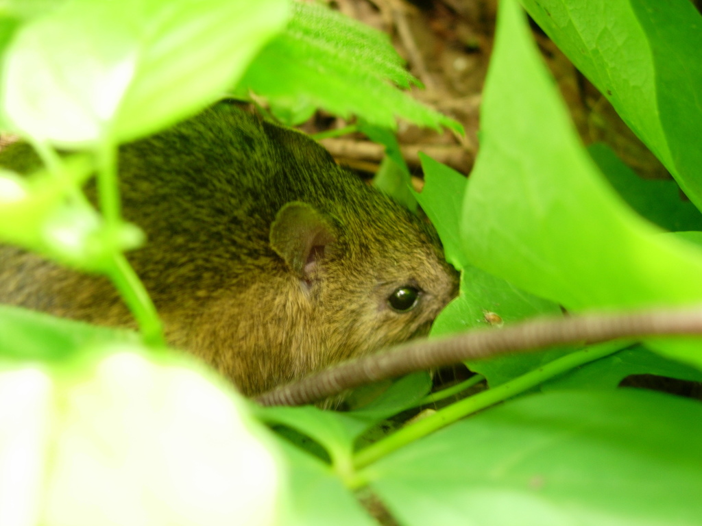 Pacific Jumping Mouse from Mason County, WA, USA on June 21, 2006 at 11 ...