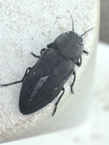 Genus Merimna · iNaturalist