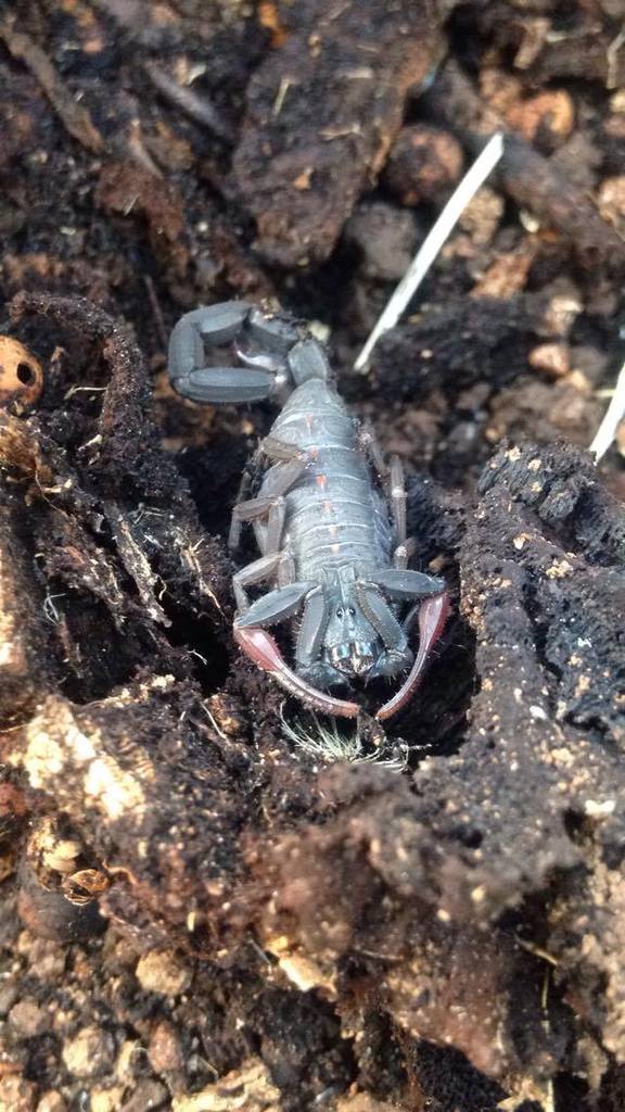 Slender Brown Scorpion from Kanasín, Yuc., México on December 09, 2017 ...