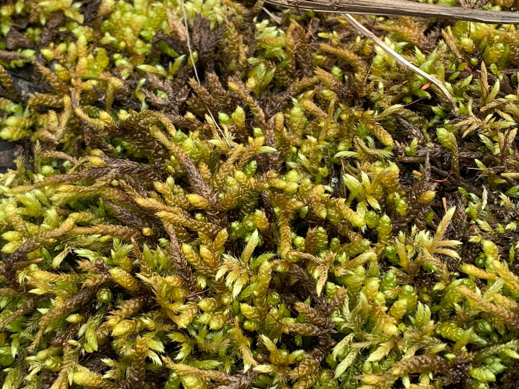 spoon-leaved moss in April 2019 by Tristan Knight · iNaturalist