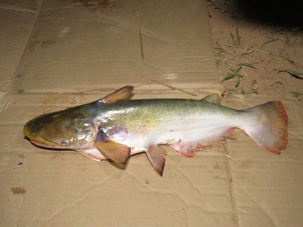 Manduba from Puerto Dalmacia, Formosa, Argentina on April 16, 2019 at ...