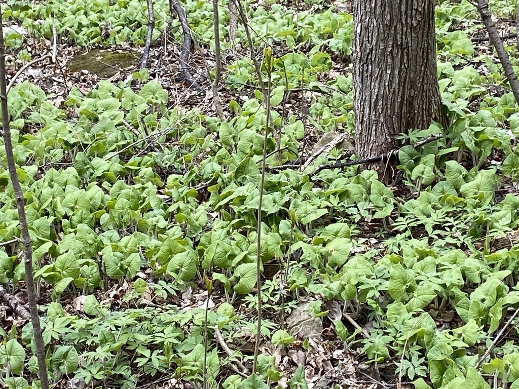 Canadian wild ginger from Cherokee Regional Park, Saint Paul, MN, US on ...