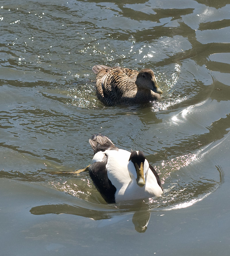 Common Eider from Seahouses Harbour, Northumberland, England on April ...