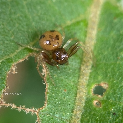 Talaus xiphosus · iNaturalist