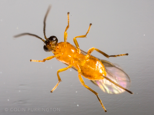 Subfamilia Opiinae · iNaturalist Mexico