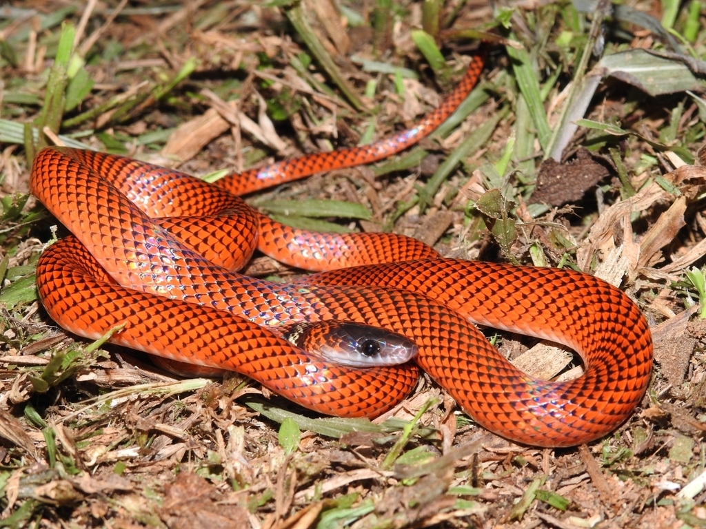 Tschudi's False Coral Snake from Parcela 4, Monterrey, 17100, Perú on ...