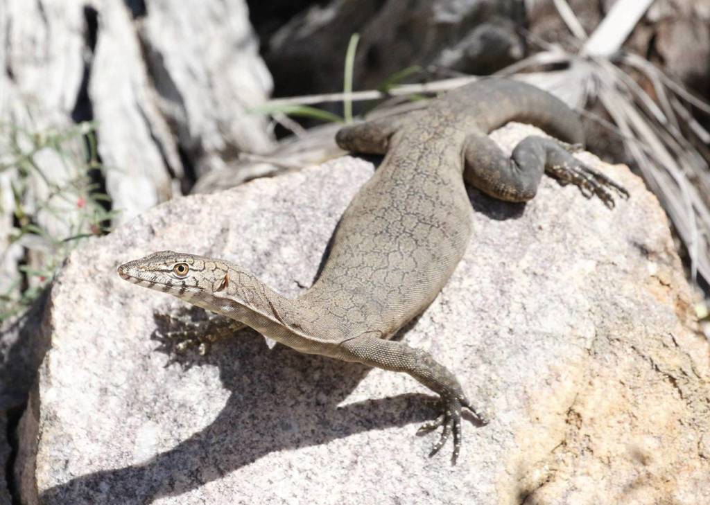 Black-palmed Rock Monitor from Nitmiluk NT 0852, Australia on April 2 ...