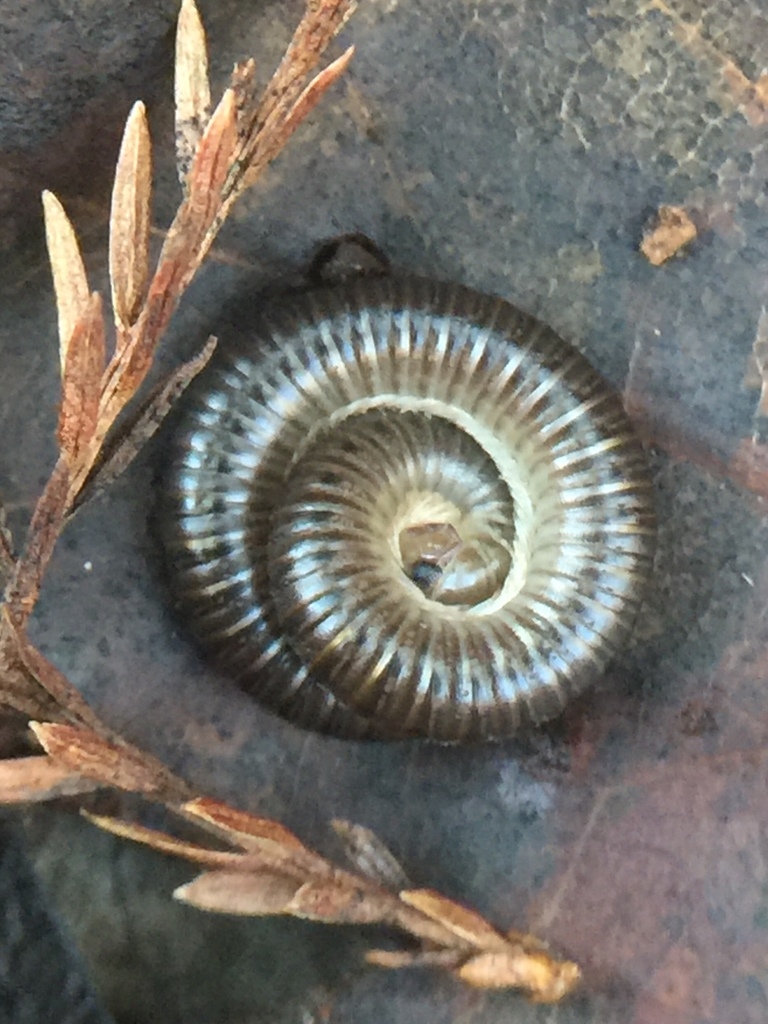 Parajulid millipedes from Oleno St PK, High Springs, FL, US on December ...