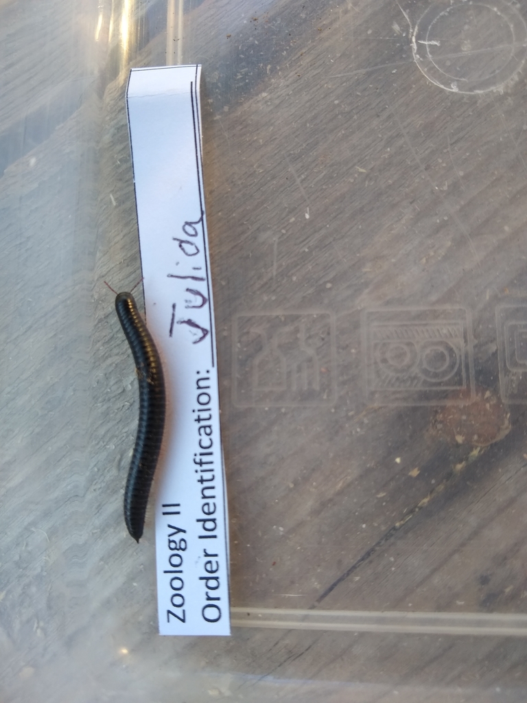 Portuguese Millipede in April 2021 by Louis Tonkin · iNaturalist